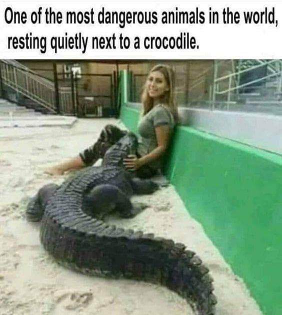 The 30 Funniest Crocodile Memes, Ranked