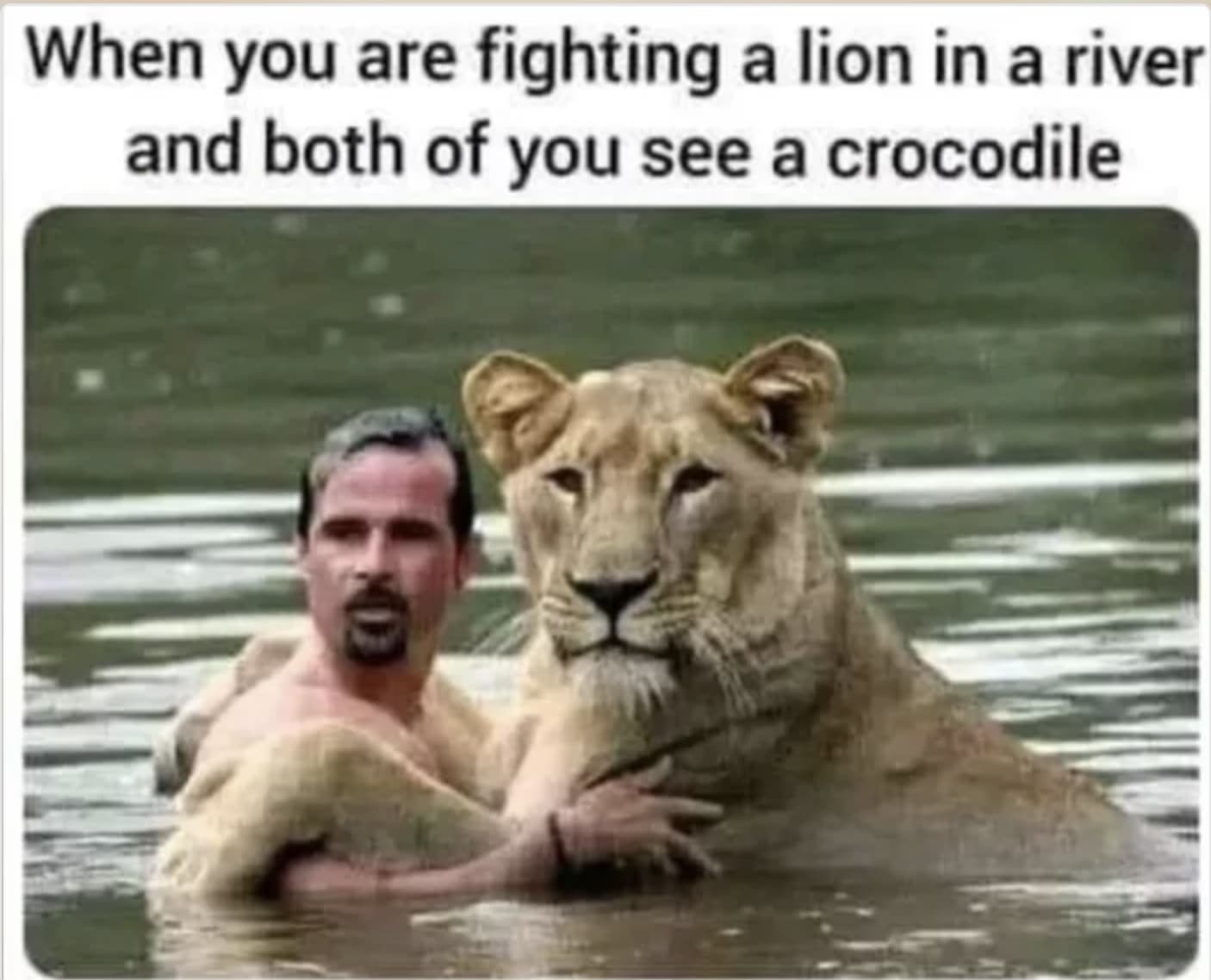 The 30 Funniest Crocodile Memes, Ranked