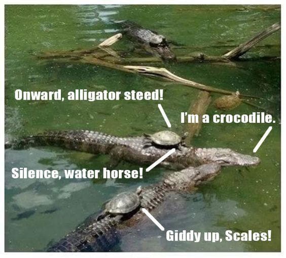 The 30 Funniest Crocodile Memes, Ranked