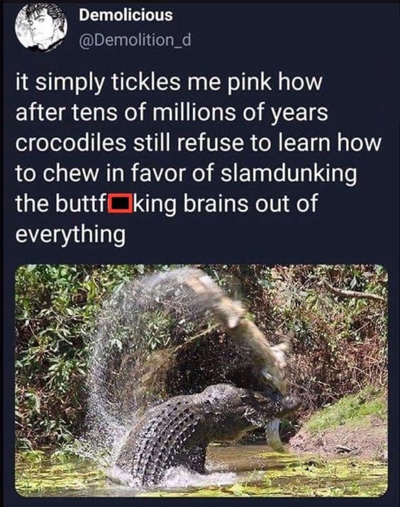 The 30 Funniest Crocodile Memes, Ranked