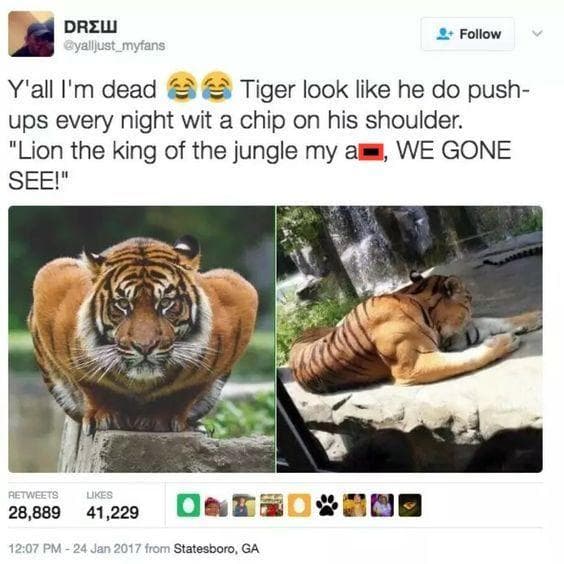 The 30 Funniest Tiger Memes, Ranked