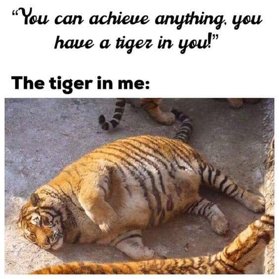 The 30 Funniest Tiger Memes, Ranked