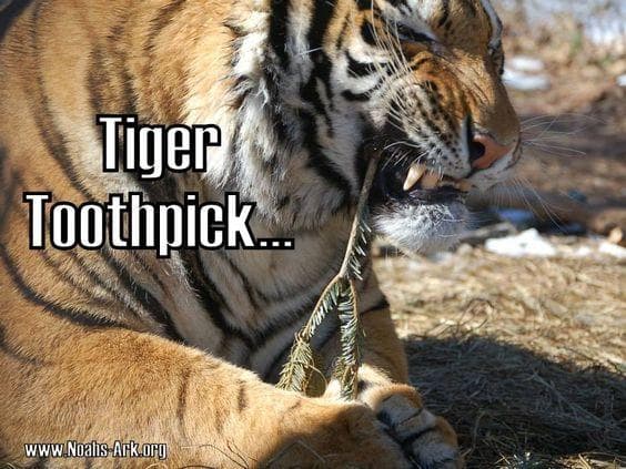 The 30 Funniest Tiger Memes, Ranked