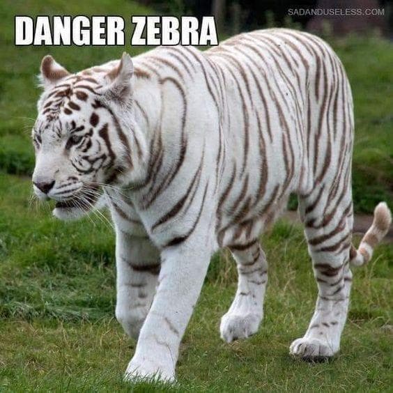 The 30 Funniest Tiger Memes, Ranked