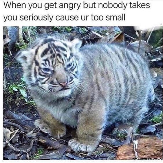 The 30 Funniest Tiger Memes, Ranked