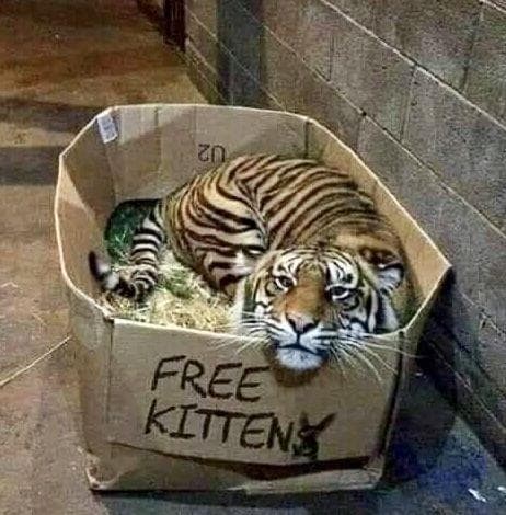 The 30 Funniest Tiger Memes, Ranked