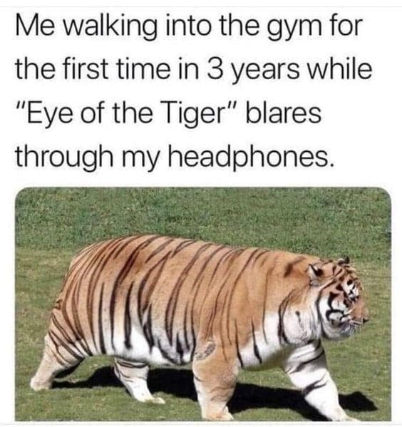 The 30 Funniest Tiger Memes, Ranked