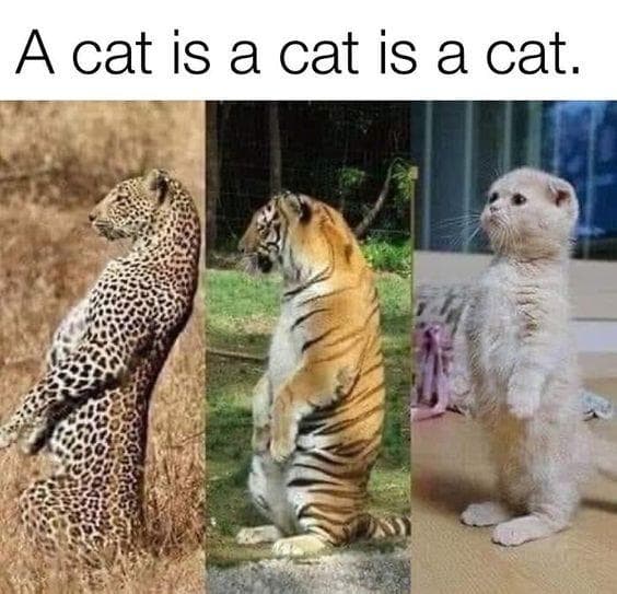 The 30 Funniest Tiger Memes, Ranked