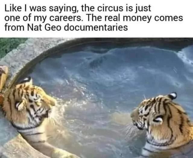 The 30 Funniest Tiger Memes, Ranked