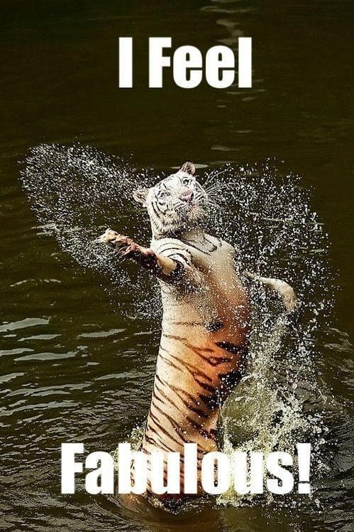 The 30 Funniest Tiger Memes, Ranked