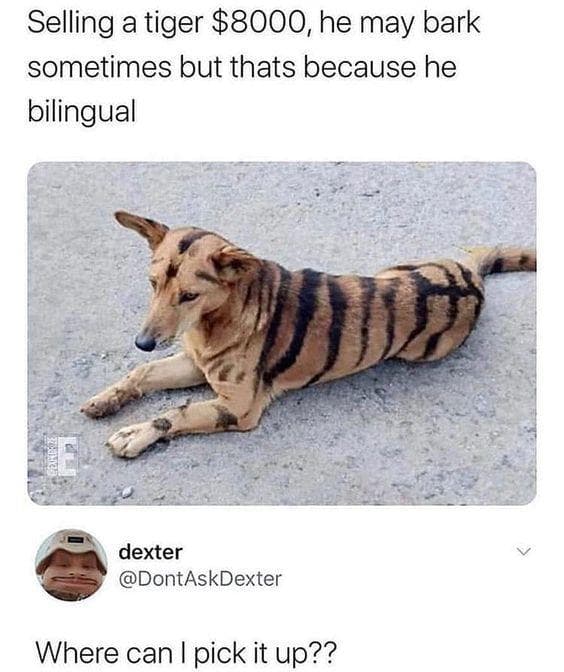 The 30 Funniest Tiger Memes, Ranked