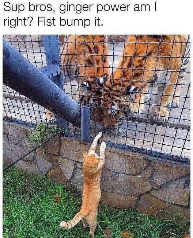 The 30 Funniest Tiger Memes, Ranked