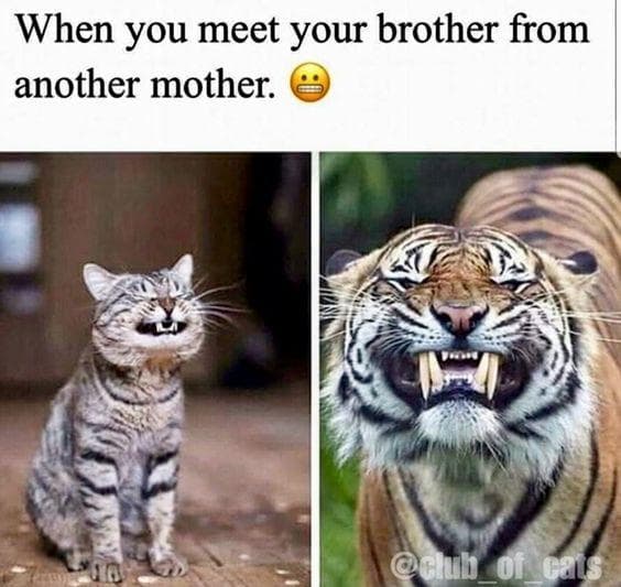 The 30 Funniest Tiger Memes, Ranked