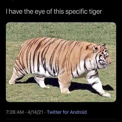 The 30 Funniest Tiger Memes, Ranked