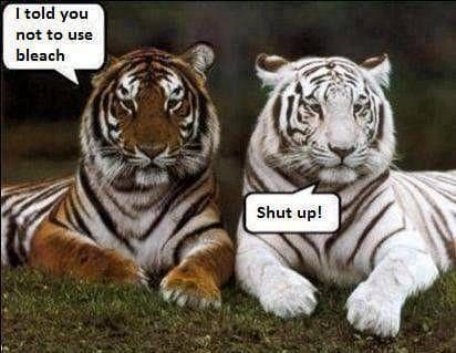 The 30 Funniest Tiger Memes, Ranked