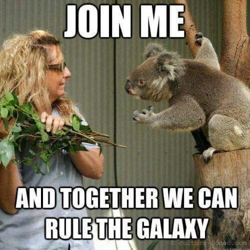 The 30 Funniest Koala Memes, Ranked