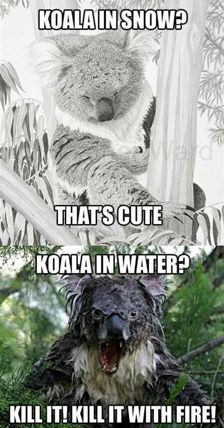 The 30 Funniest Koala Memes, Ranked