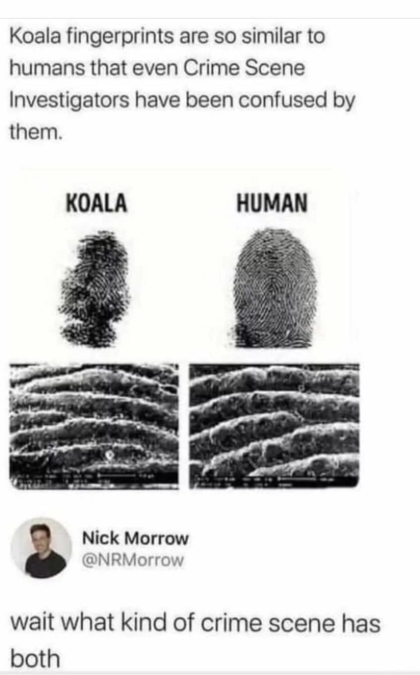 The 30 Funniest Koala Memes, Ranked