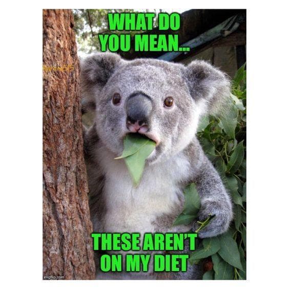 The 30 Funniest Koala Memes, Ranked