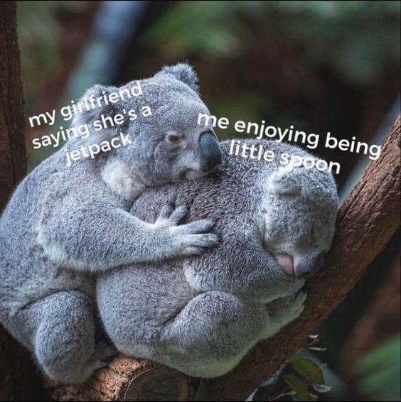 The 30 Funniest Koala Memes, Ranked