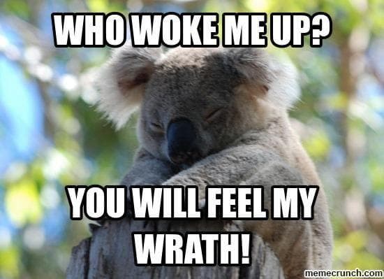 The 30 Funniest Koala Memes, Ranked