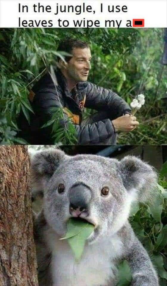 The 30 Funniest Koala Memes, Ranked