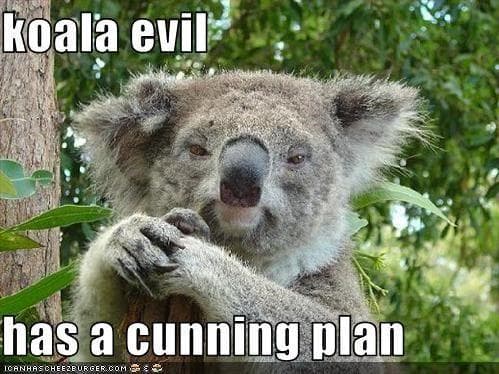 The 30 Funniest Koala Memes, Ranked