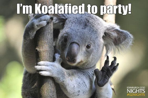The 30 Funniest Koala Memes, Ranked