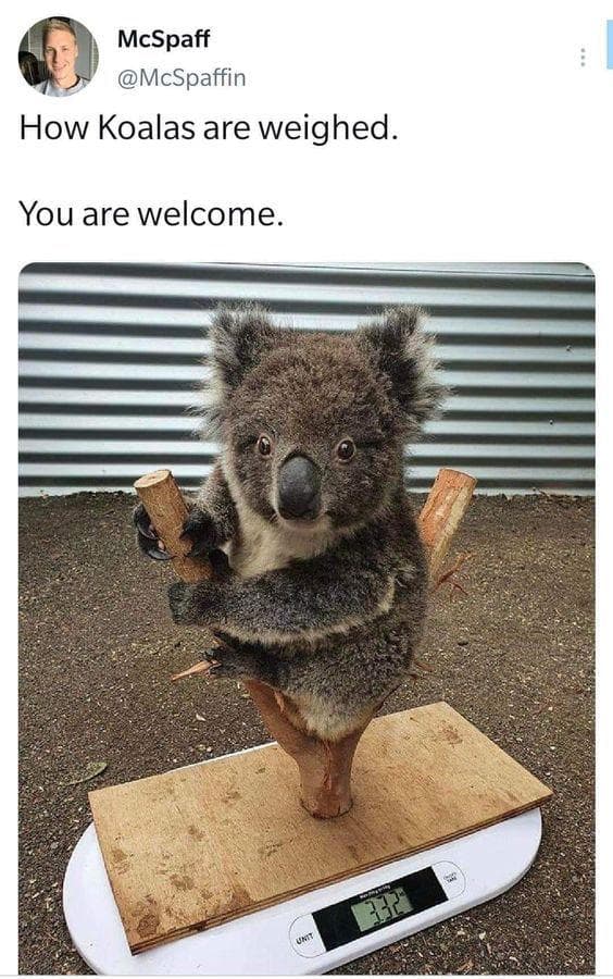 The 30 Funniest Koala Memes, Ranked