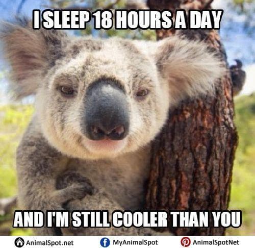 The 30 Funniest Koala Memes, Ranked