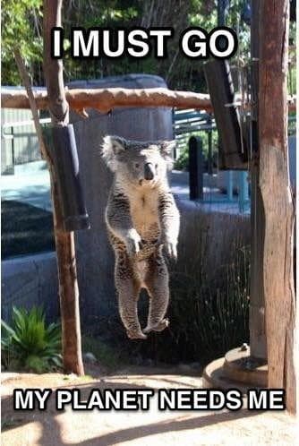 Koala Joke Memes