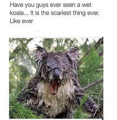 The 30 Funniest Koala Memes, Ranked