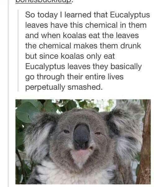 The 30 Funniest Koala Memes, Ranked