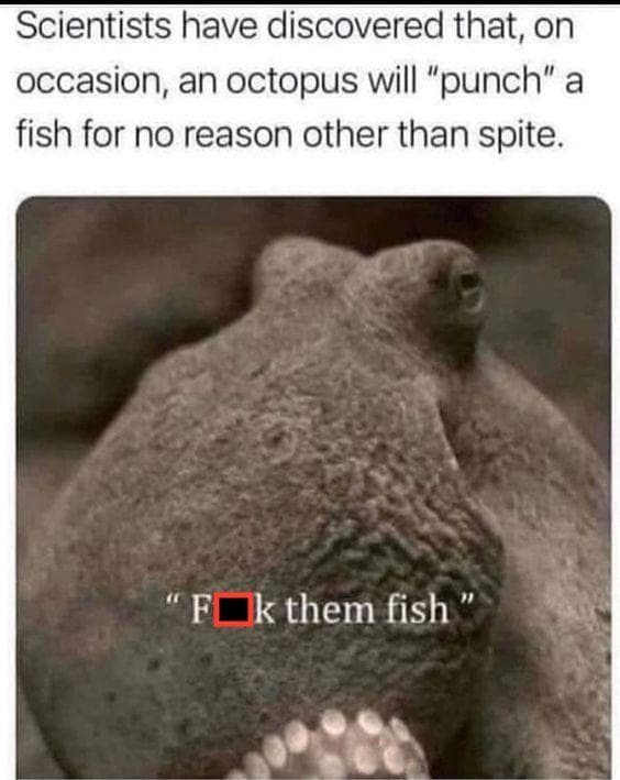 The 30 Funniest Octopus Memes, Ranked