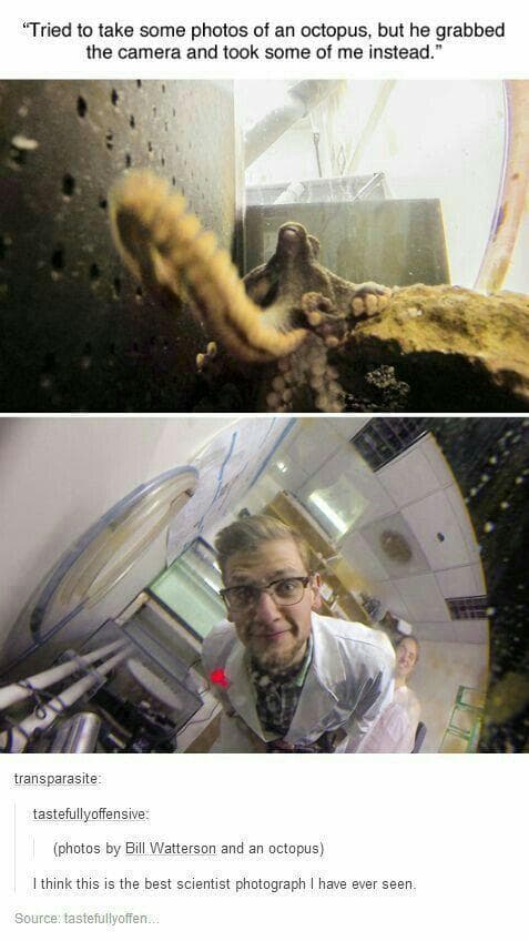 The 30 Funniest Octopus Memes, Ranked