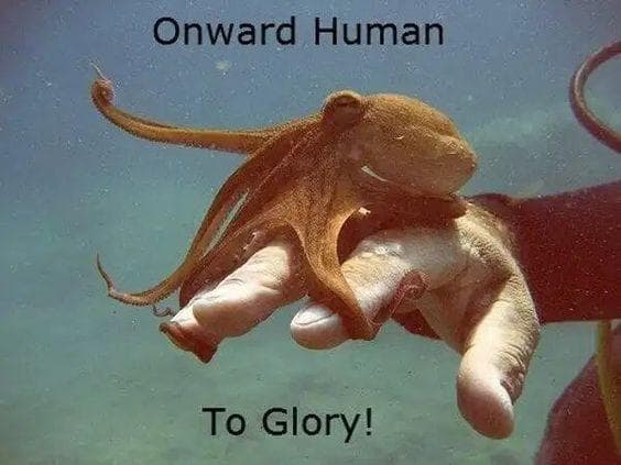 The 30 Funniest Octopus Memes, Ranked