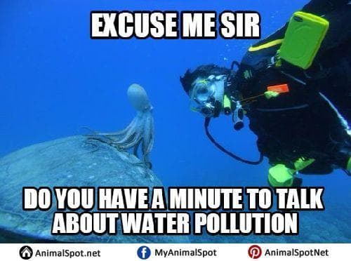 The 30 Funniest Octopus Memes, Ranked