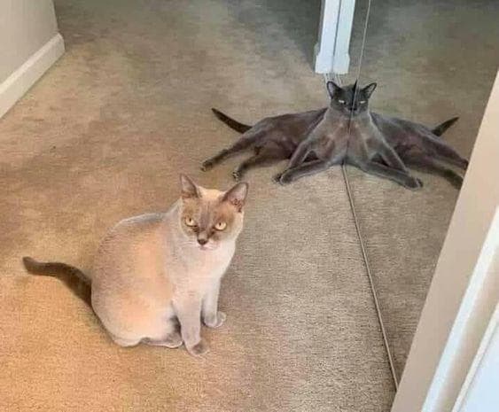 The 30 Funniest Octopus Memes, Ranked