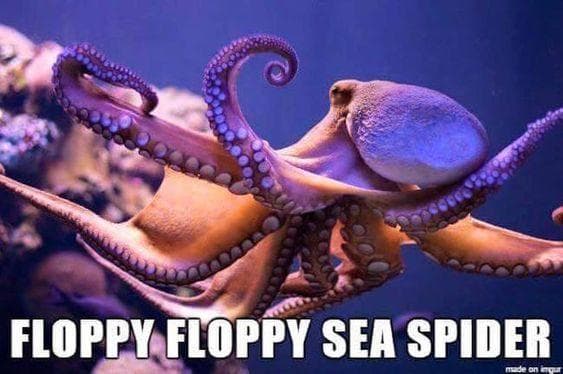 The 30 Funniest Octopus Memes, Ranked