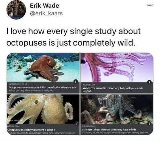 The 30 Funniest Octopus Memes, Ranked