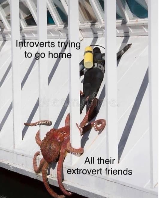 The 30 Funniest Octopus Memes, Ranked