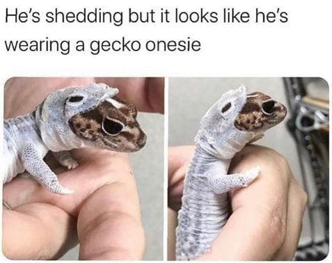 The 28 Funniest Gecko Memes, Ranked