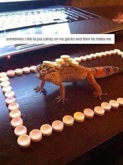 The 28 Funniest Gecko Memes, Ranked