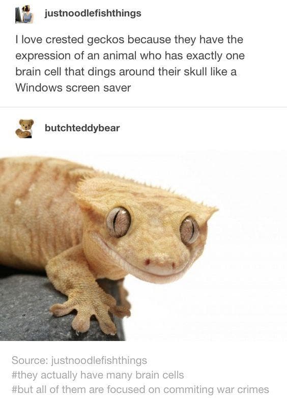 The 28 Funniest Gecko Memes, Ranked
