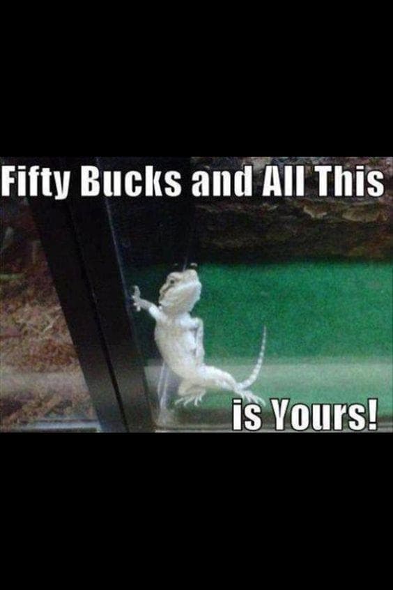 The 28 Funniest Gecko Memes, Ranked