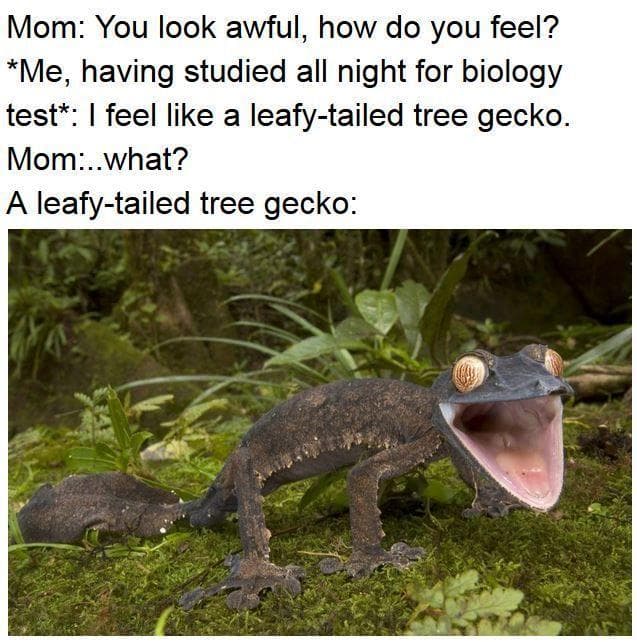 The 28 Funniest Gecko Memes, Ranked