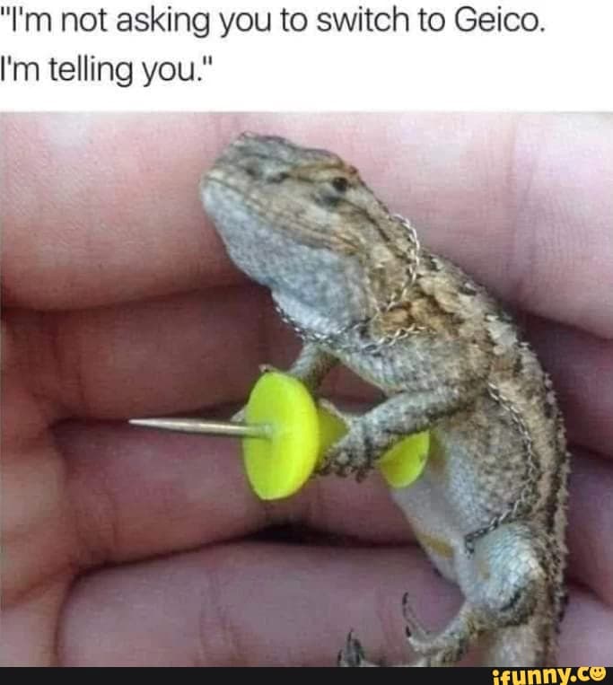 The 28 Funniest Gecko Memes, Ranked