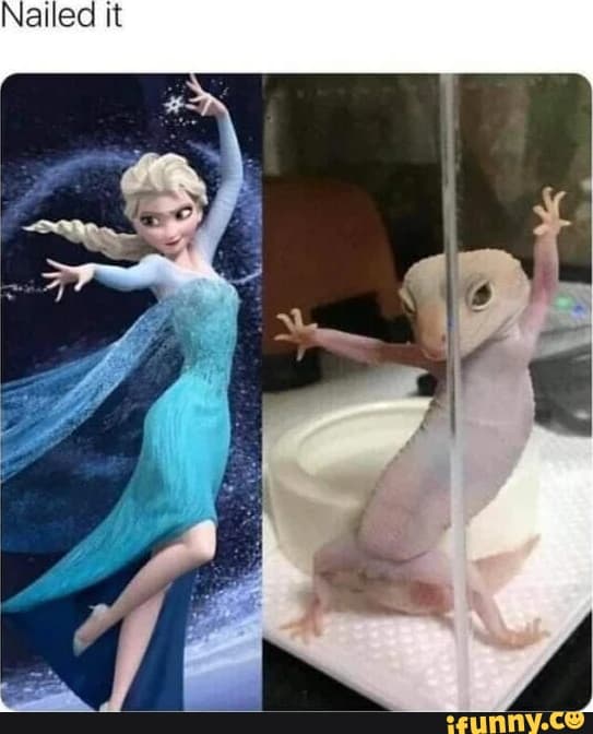 The 28 Funniest Gecko Memes, Ranked