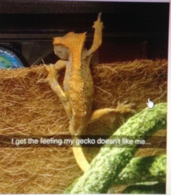 The 28 Funniest Gecko Memes, Ranked