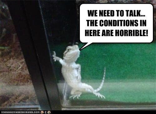 The 28 Funniest Gecko Memes, Ranked